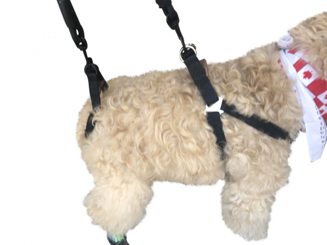 ALL PRODUCT CATALOGUE - NEO-PAWS