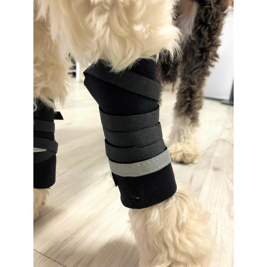 Leg wraps for dogs | Neoprene leg wraps for Dogs with arthritis | Neopaws