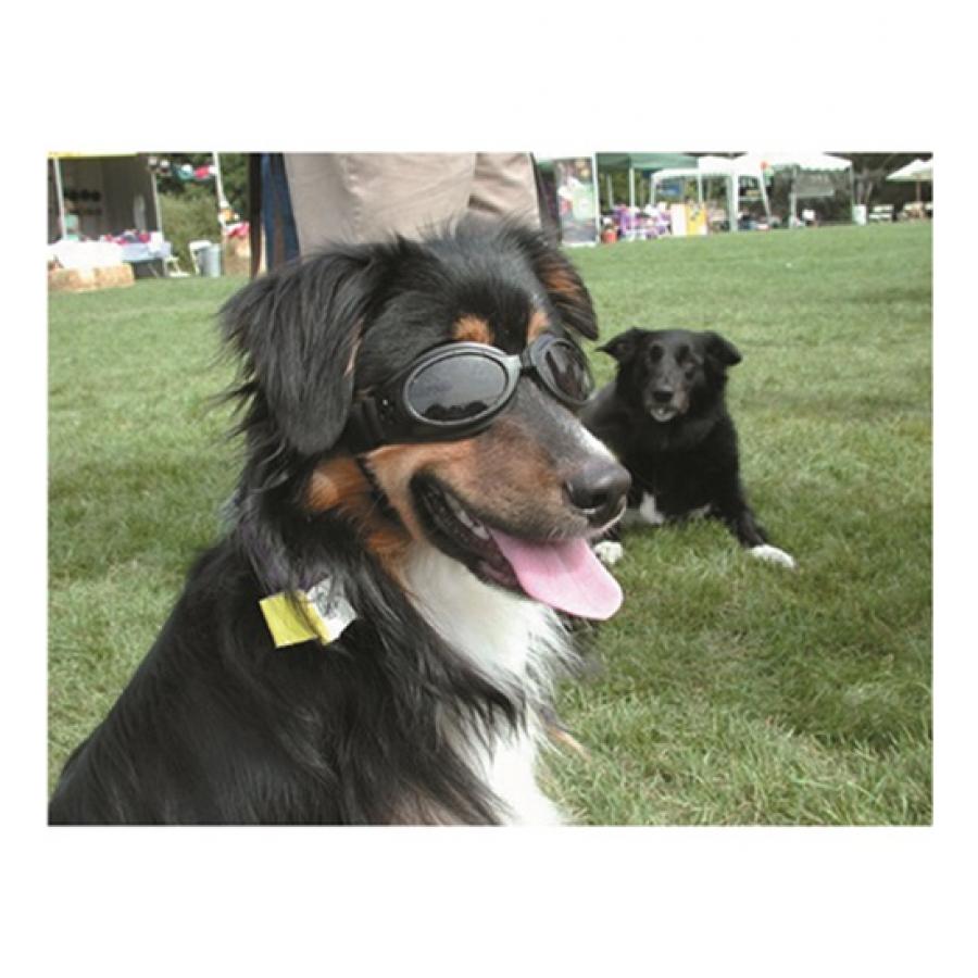 DOGGLES® - NEO-PAWS