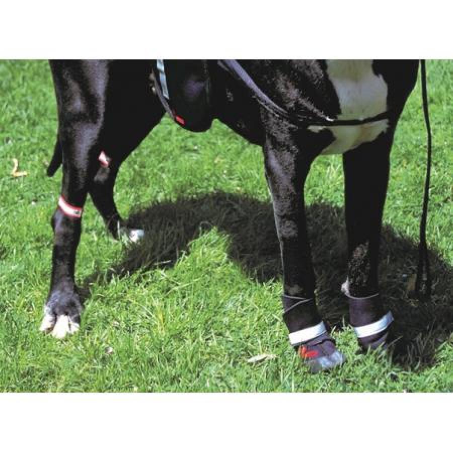 Buy Reflective Anklets Online from NeoPaws at Affordable Cost