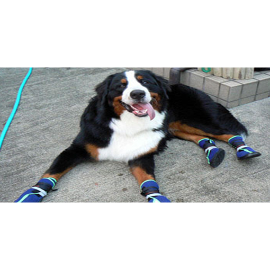 Summer Indoor & Outdoor Orthopaedic Dog Shoes – NeoPaws